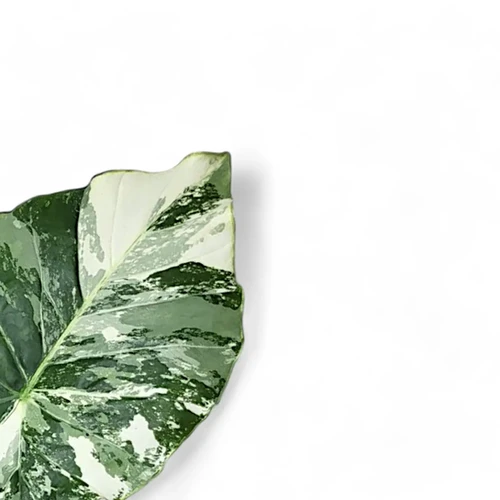 Alocasia gageana albo-variegata at Foliage Factory Shop