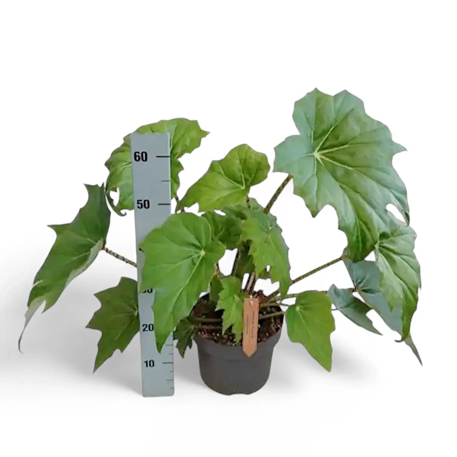 Begonia x ricinifolia ‘Immense’ - online at Foliage Factory