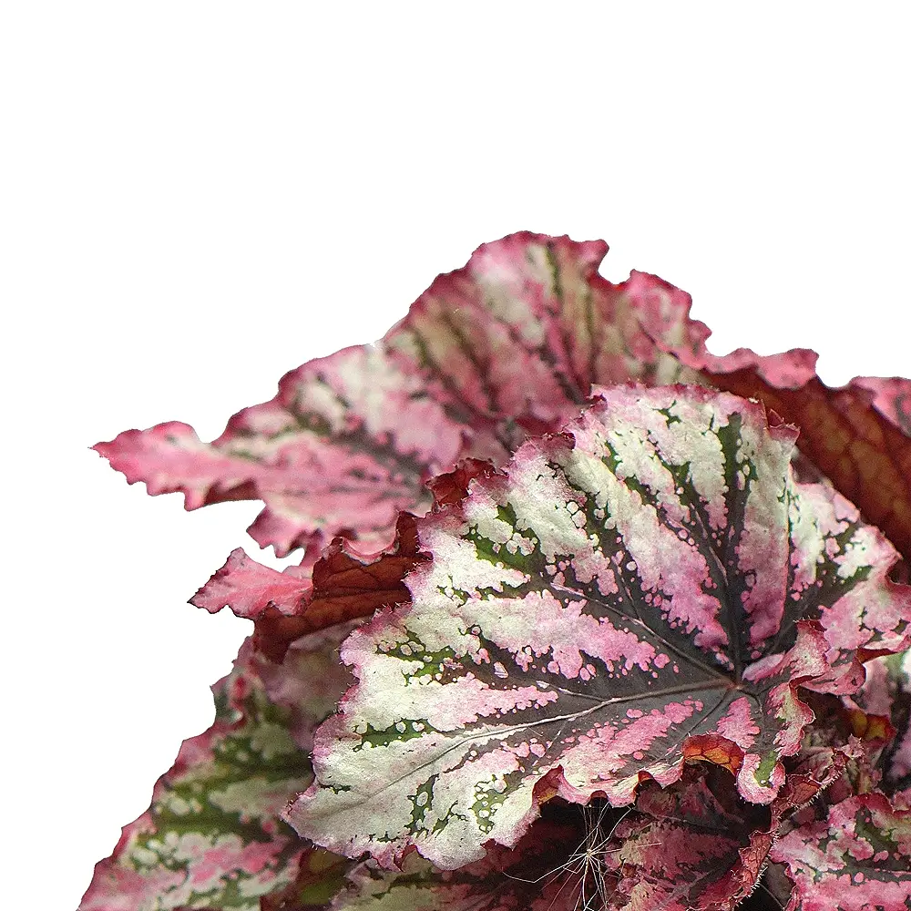 Begonia rex 'Lambada' - buy online at Foliage Factory