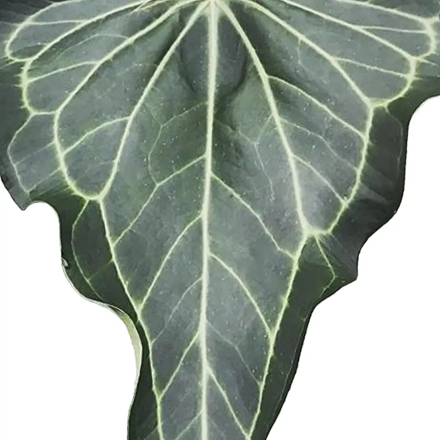 Anthurium 'Delta Force' – Unique Hybrid, Triangular Leaves