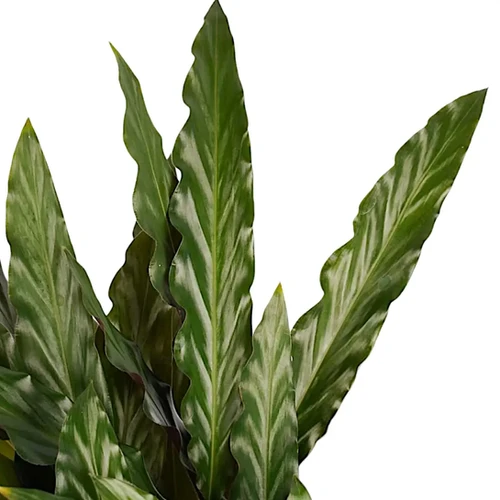 Goeppertia (Calathea) rufibarba 'Elgergrass' at Foliage Factory