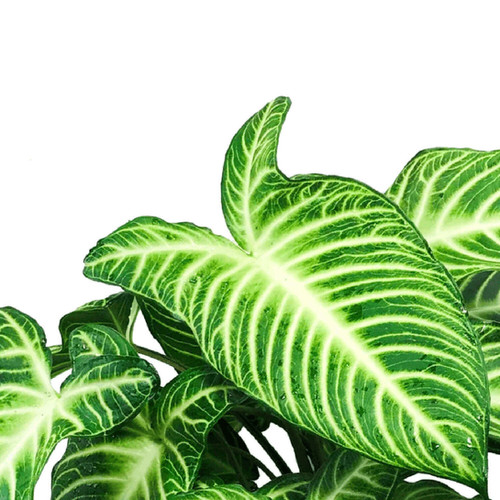Phyllotaenium lindenii (aka Xanthosoma lindenii) - buy online at ...