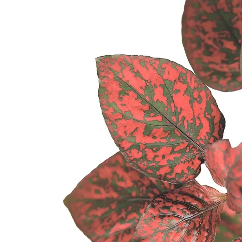 Hypoestes phyllostachya 'Red' | Vibrant Polka Dot Foliage