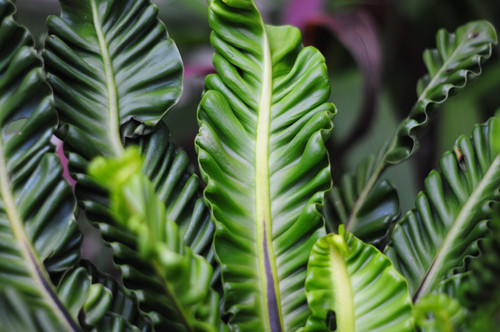 Shop Ferns Plants Online at Foliage Factory | Luxuriant Foliage