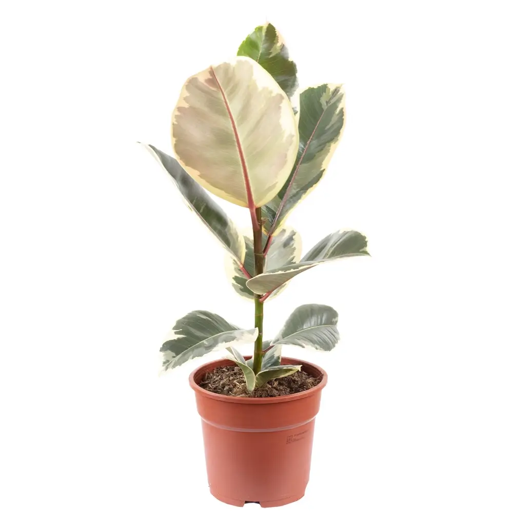 Ficus elastica 'Tineke' - Stunning Variegated Foliage