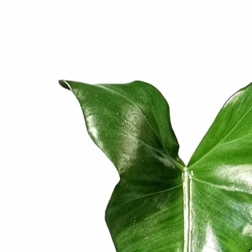 Philodendron simmondsii - buy online at Foliage Factory