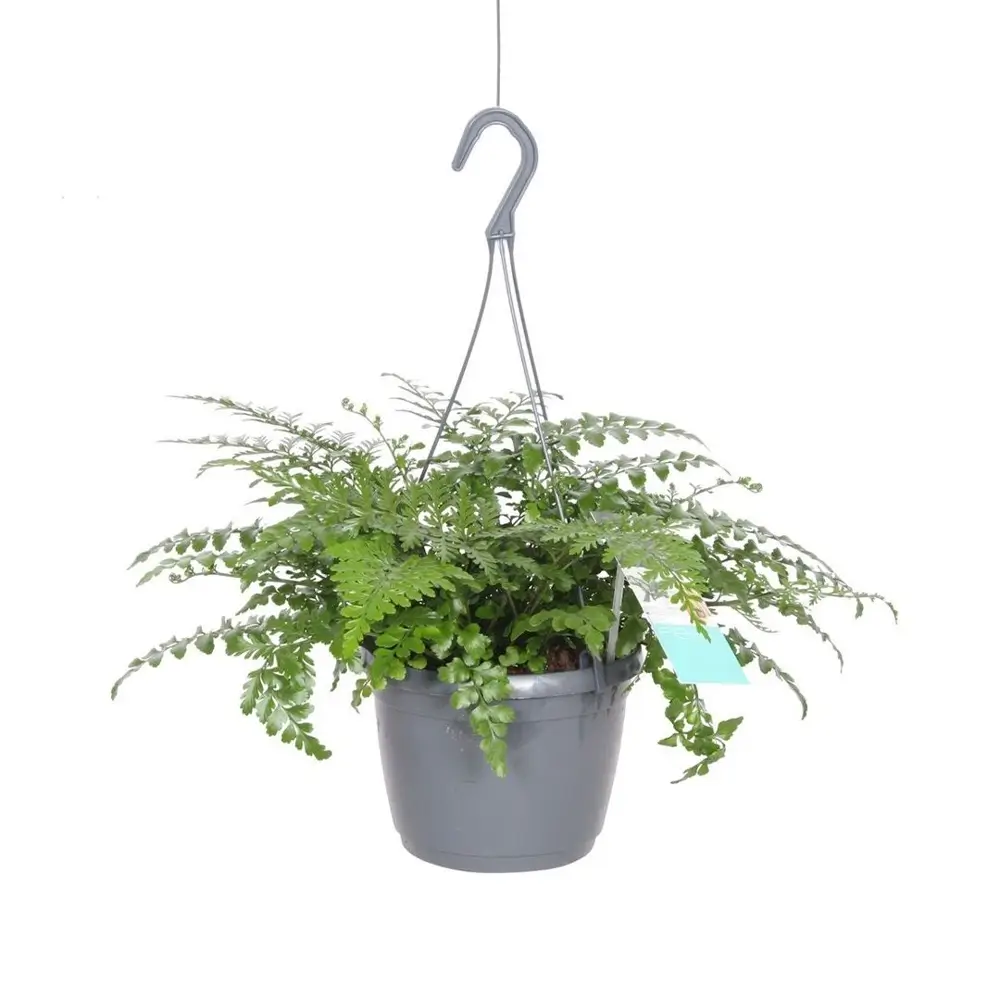 Asplenium dimorphum x difforme ‘Parvati’ aka 'Austral Gem'