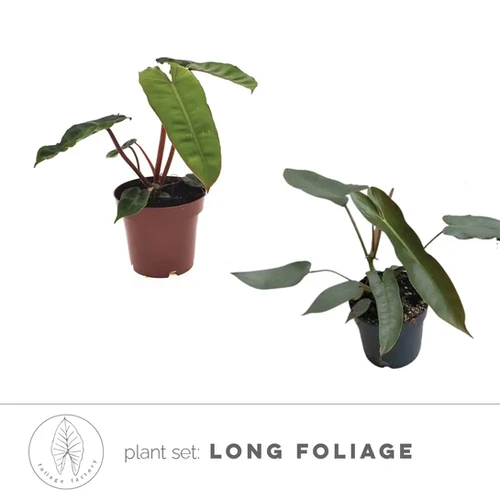 plant set: Long foliage - Long Foliage Philodendron Set