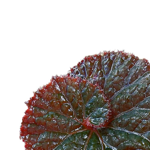 Begonia 'Midnight Magic'