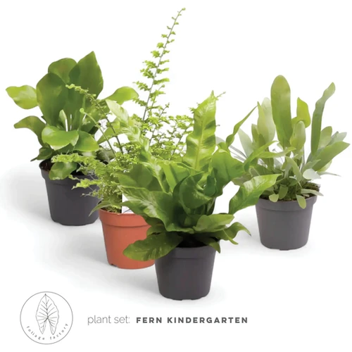Set of Four Unique Baby Ferns – Foliage Factory