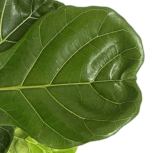 Ficus lyrata – buy Fiddle-Leaf Fig at Foliage Factory