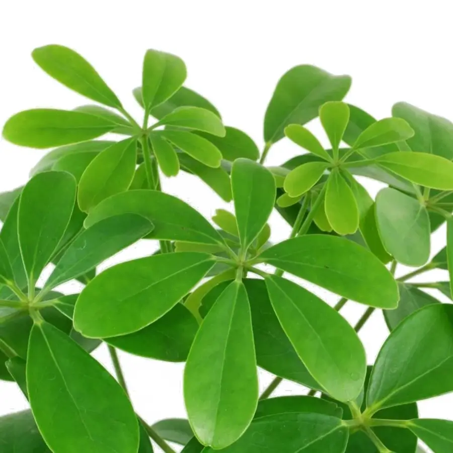 Heptapleurum (Schefflera) arboricola 'Nora' Foliage Factory