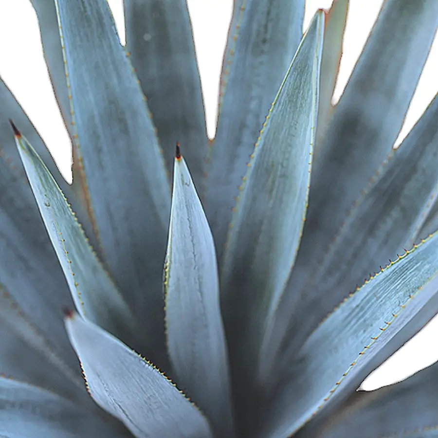 Shop Agave Plants | Foliage Factory