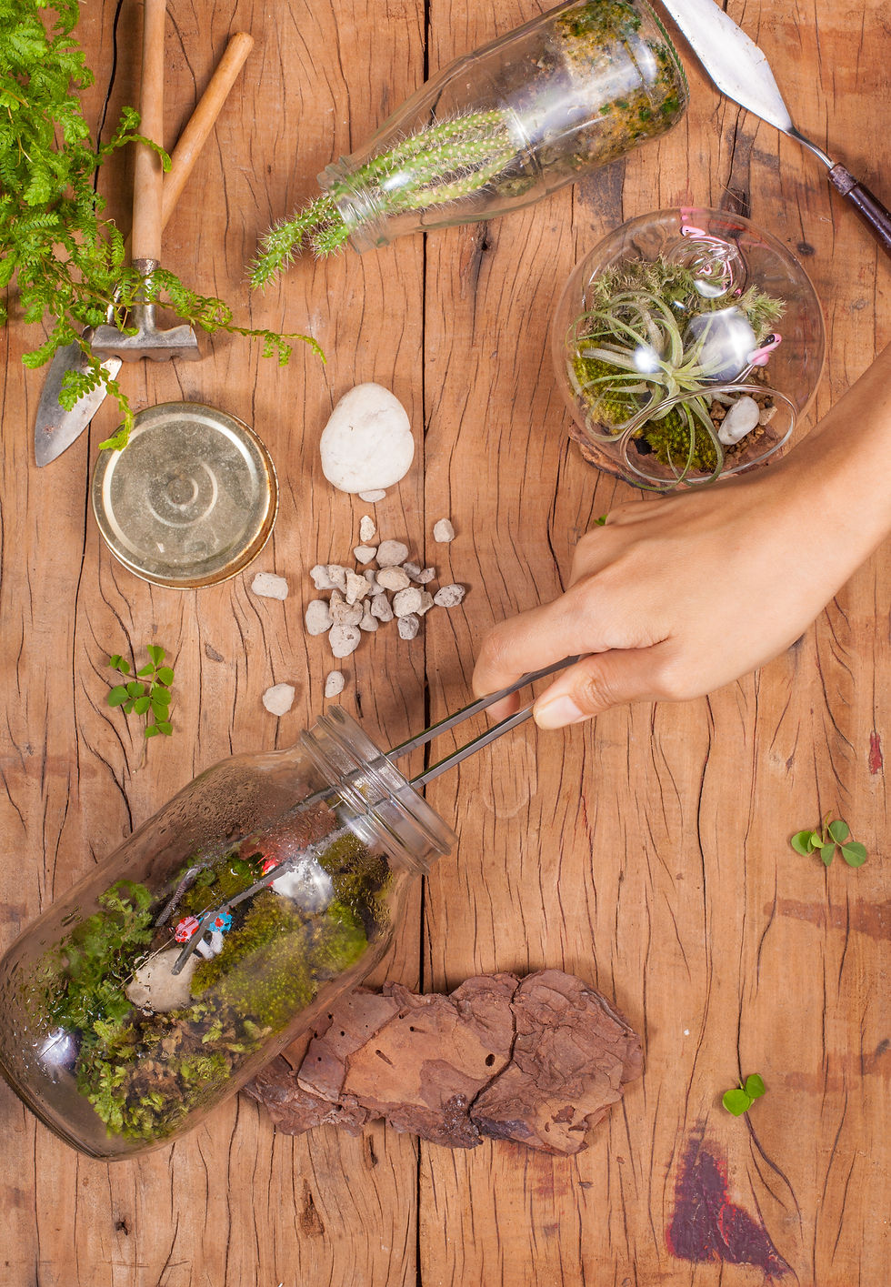 Building Your Own Starter Terrarium: A Complete Guide