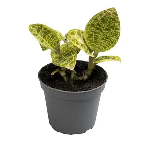 Macodes petola - order rare plants at foliage factory