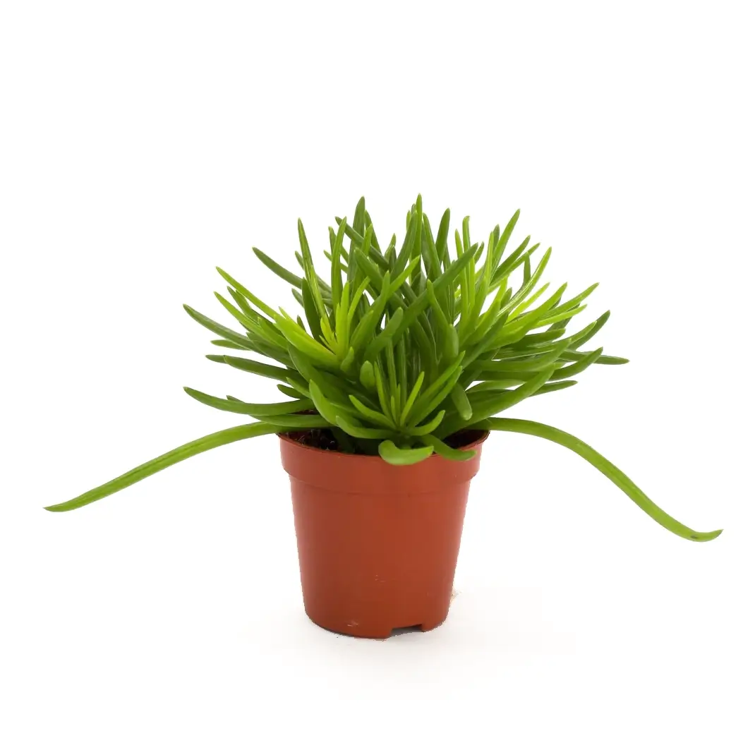 Kleinia barbertonica 'Himalaya' - foliage factory