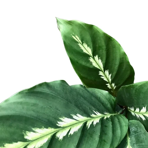 Goeppertia (Calathea) louisae 'Maui Queen'