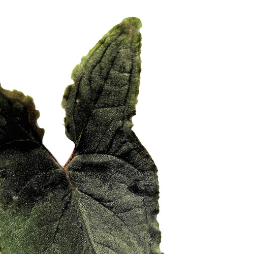 Chlorospatha atropurpurea - buy online at Foliage Factory