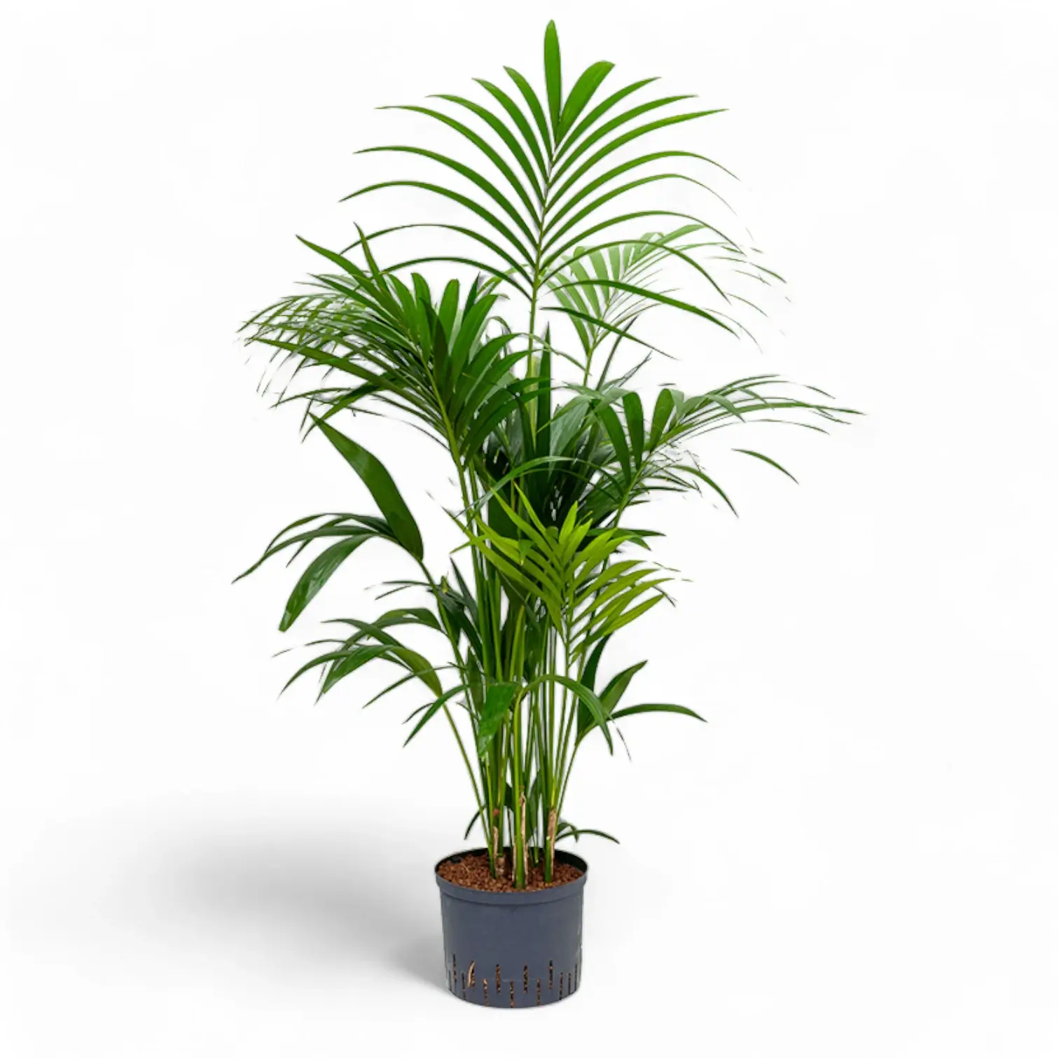 Howea forsteriana - buy Kentia Palm at Foliage Factory