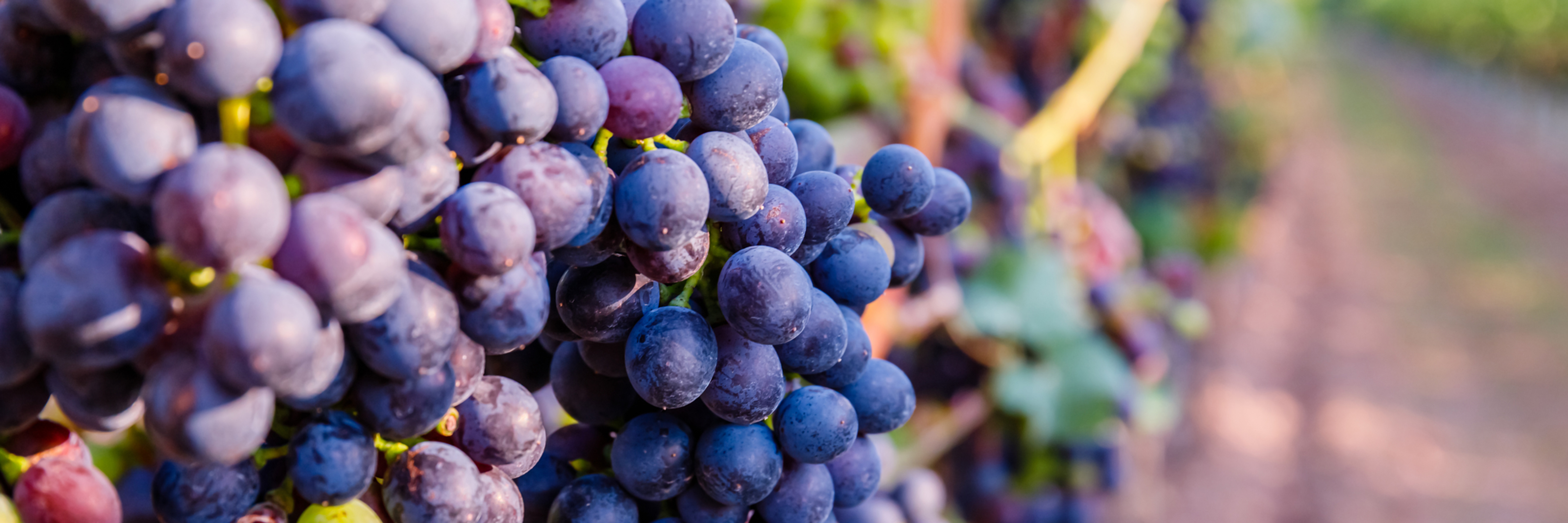 Smart Apply For Grapes | Set. Spray. Save. Protect.