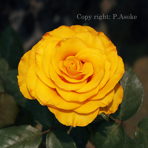 Dutch roses | Puspanjali Nursery Asoke