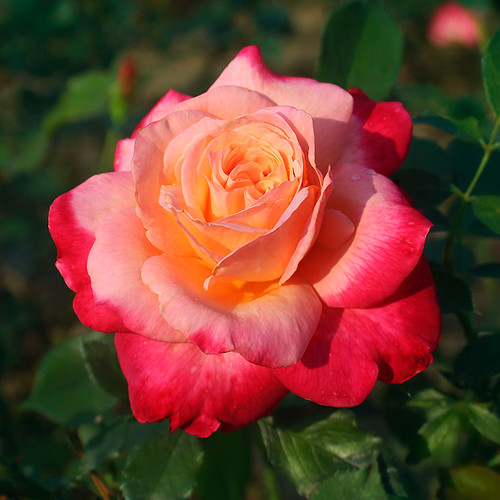 Indian Hybrid Tea(HT) Roses | Puspanjali Asoke