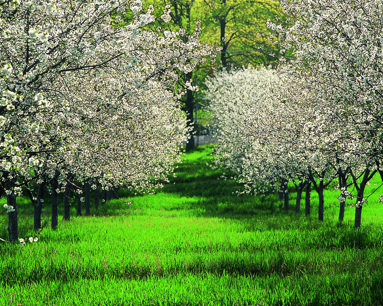 Tart Cherry Production | Cherry Marketing Institute