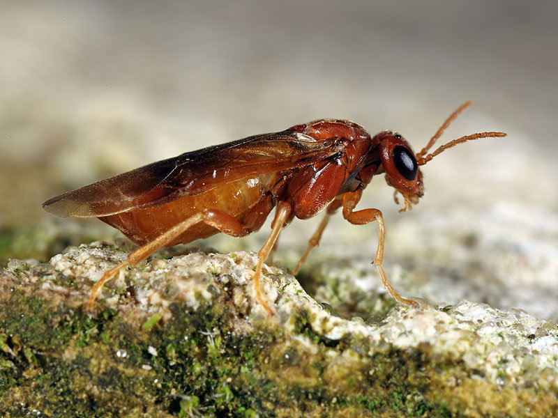 Testereli arılar | Önal Tarım