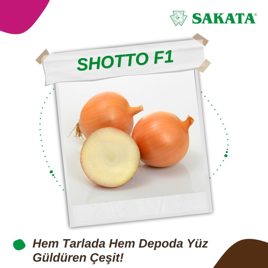 Shotto F1 | Sakata | Önal Tarım