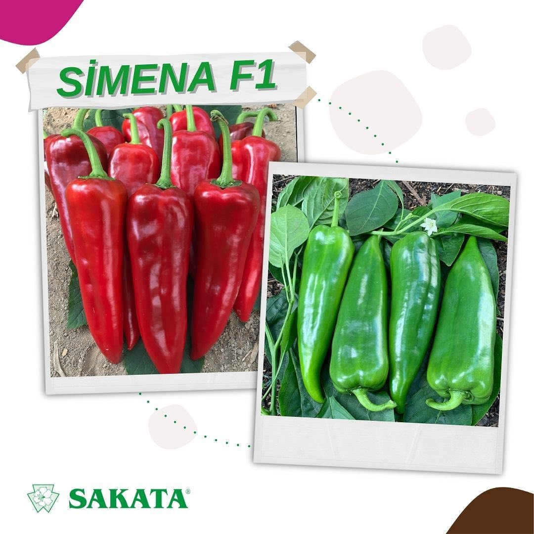 Simena F1 | Sakata | Önal Tarım