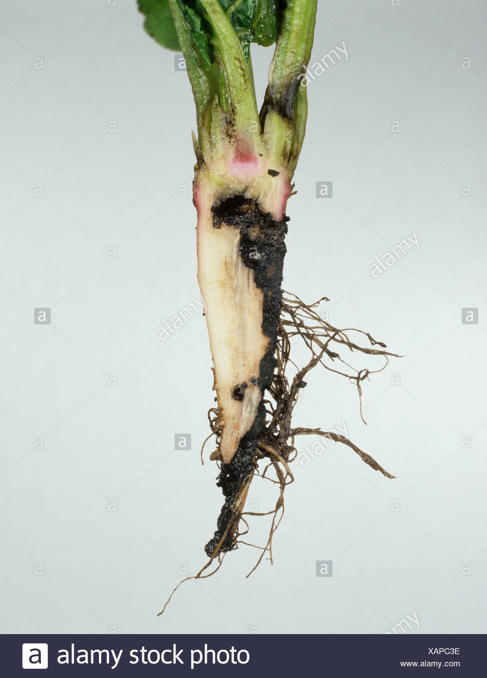 Tel kurtları | Önal Tarım