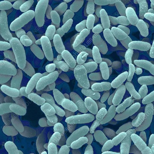 Bacillus firmus | Aktif Maddeler | Önal Tarım