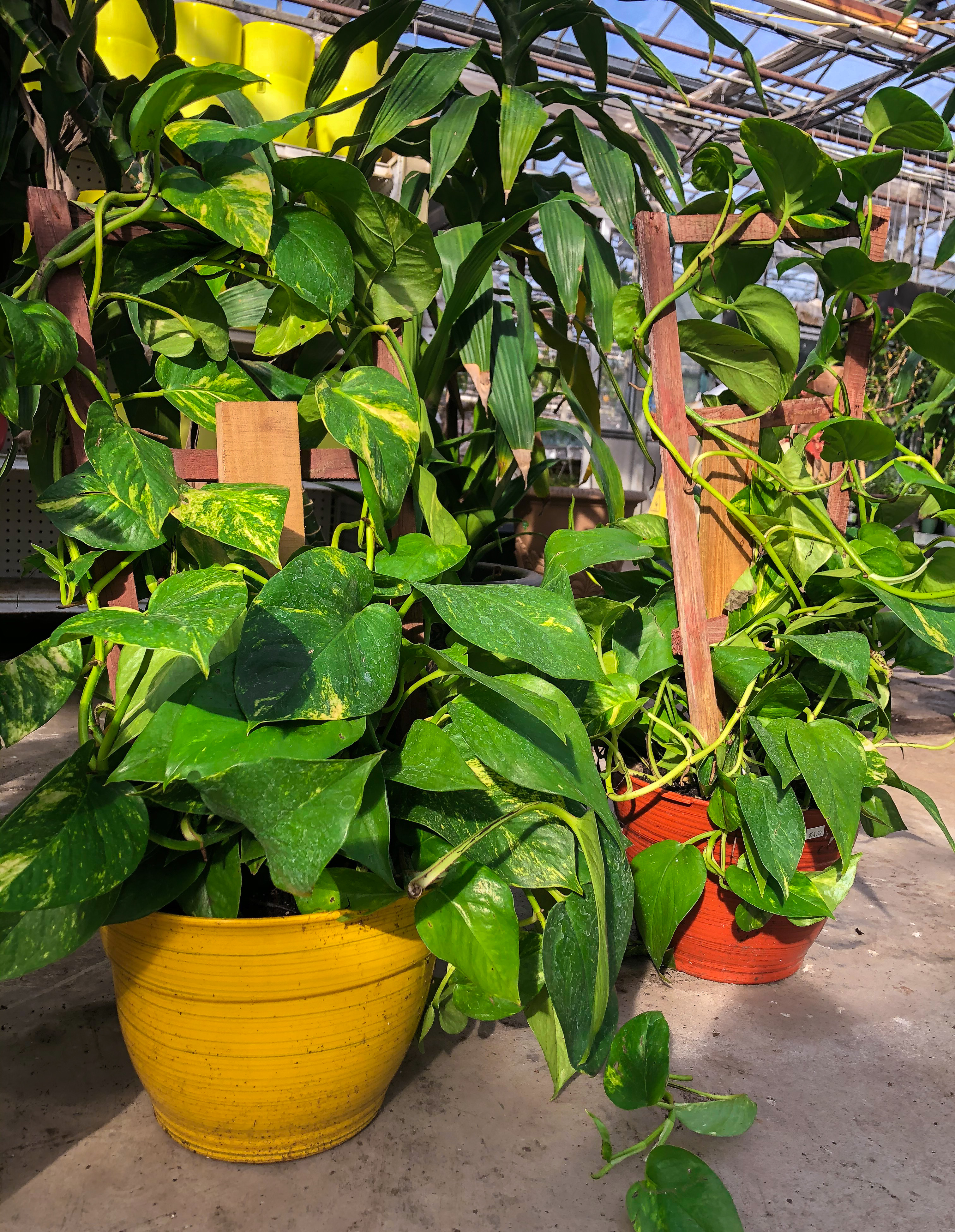 About Hionis Greenhouses