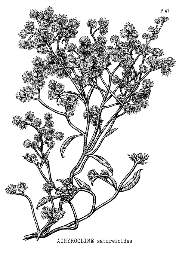 41 macela-do-campo | Cerrado Infinito