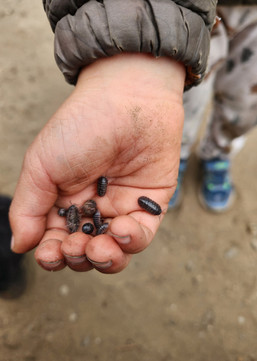 Forest School | Little Forest Explorers, LLC