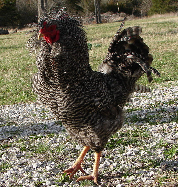 Homesteading Secrets for Cooking Tough Old Birds
