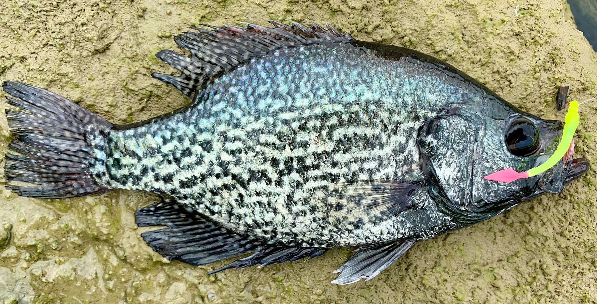 Fishing Kentucky | United States | Freaky Frank's Custom Tackle