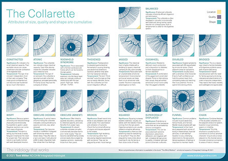 Bowel Reflex and Collarette chart | Integratediridology
