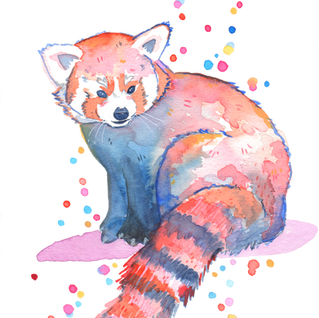 Amanda Piniecka | Portfolio