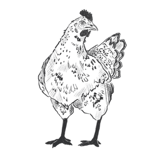 Amanda Piniecka | Portfolio