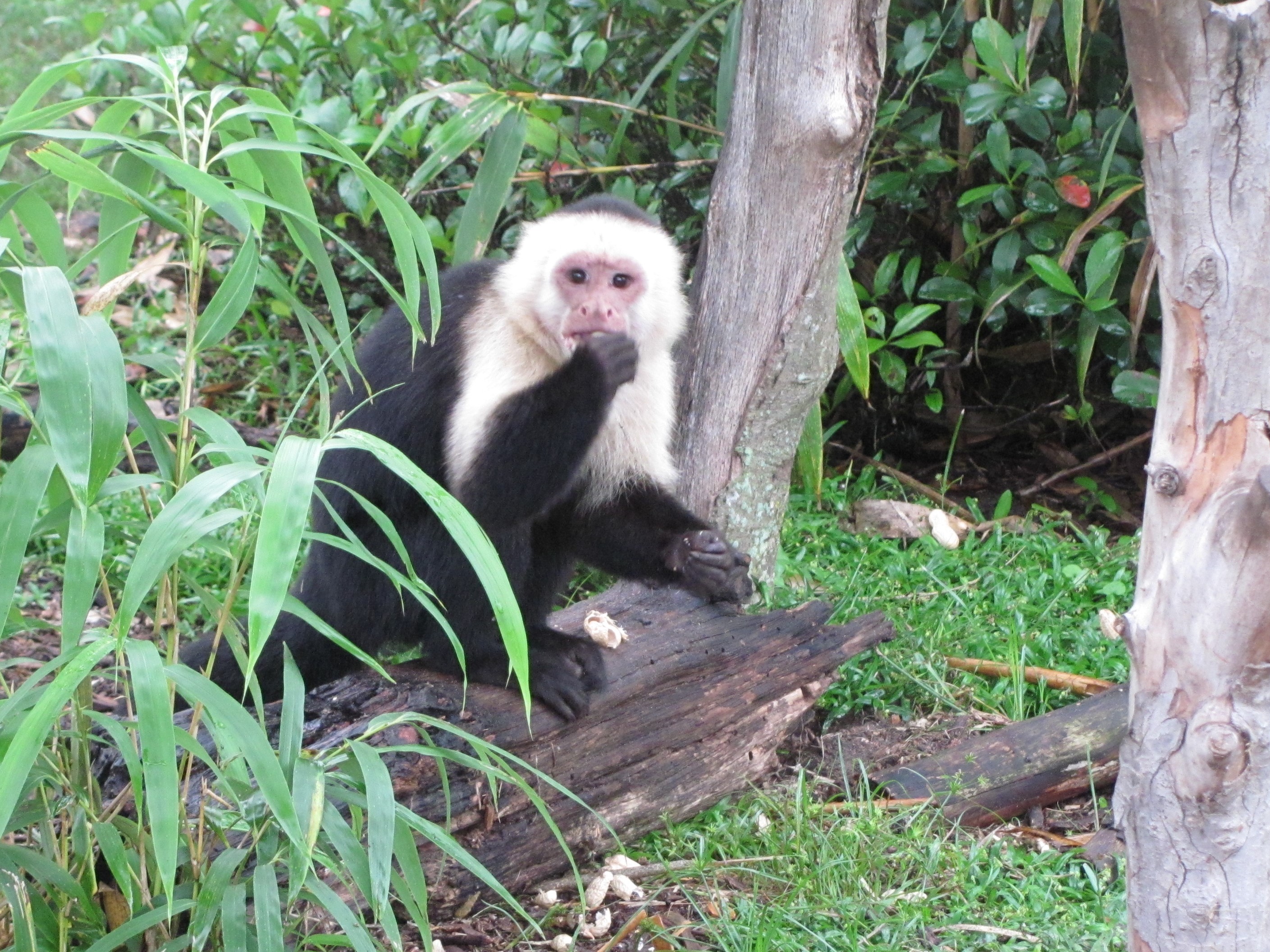 Koreymonde Capuchin Rescue| HOME