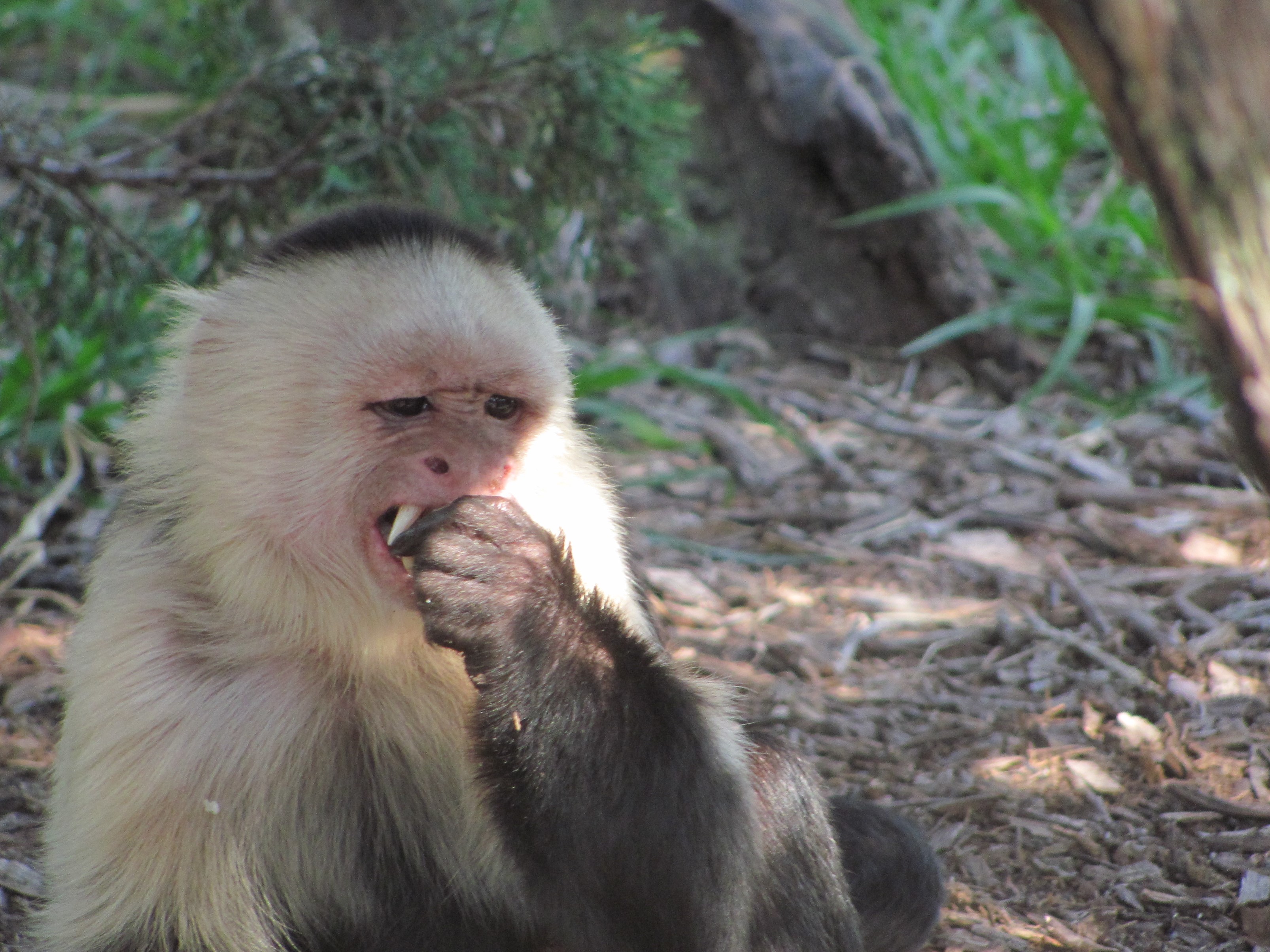 Koreymonde Capuchin Rescue| HOME