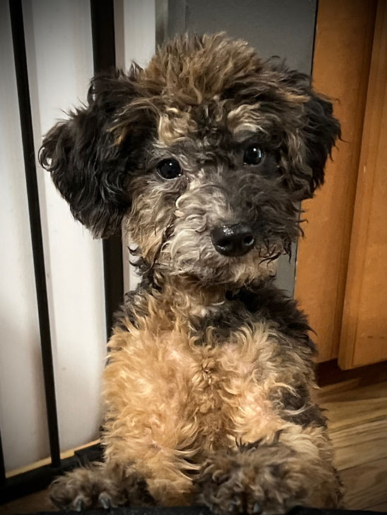 Upcoming litters | Elevation Doodles