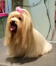 Dog Hair Bows That Stay In Place | Pain-Free Top Knot