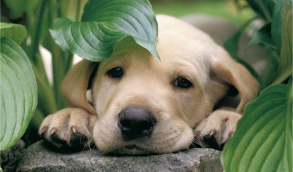 Elixir for Dogs | Flea Tick Insect Repellent | Itching | Allergies ...