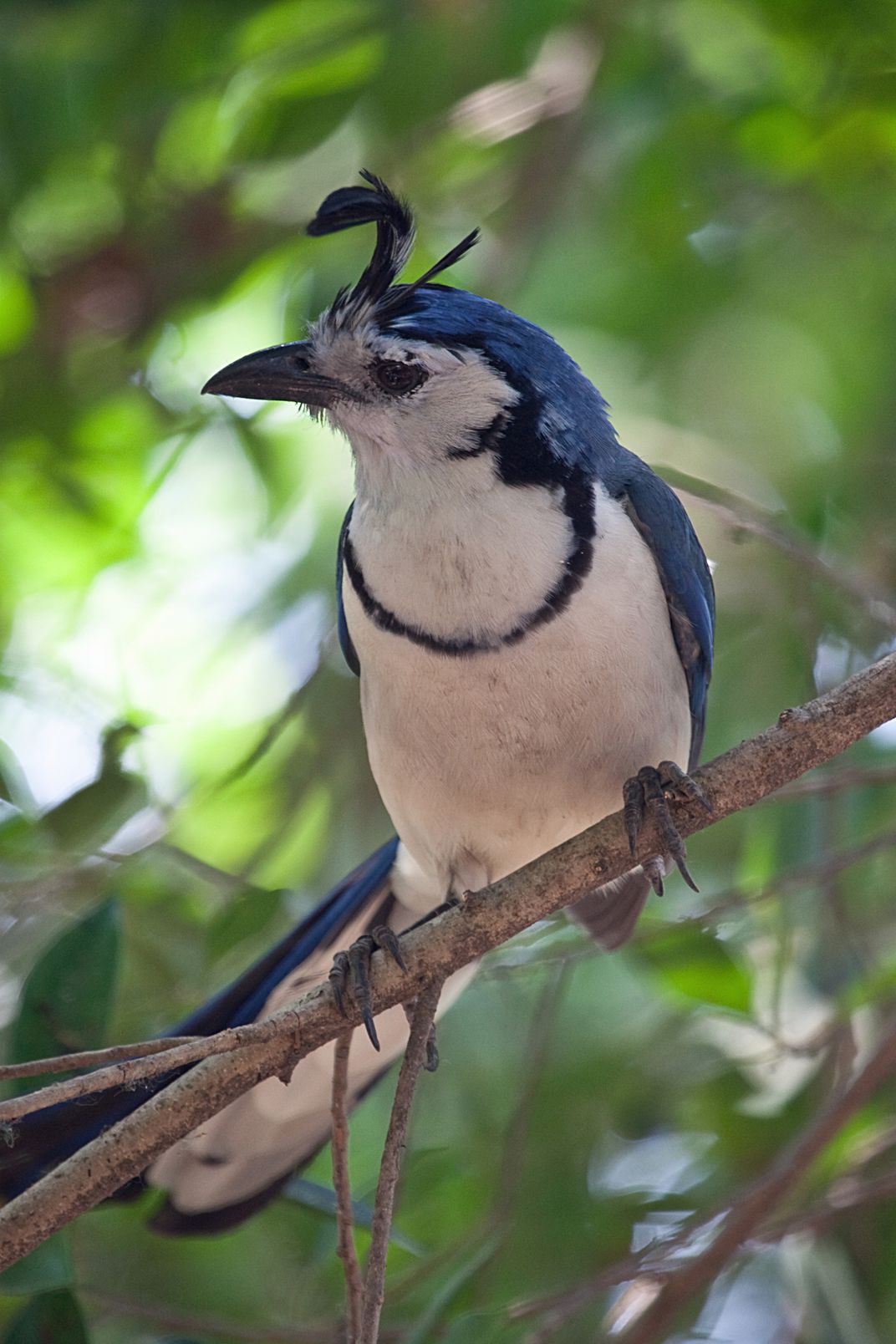 3 Birds of Nicaragua: Birding Ecotourism