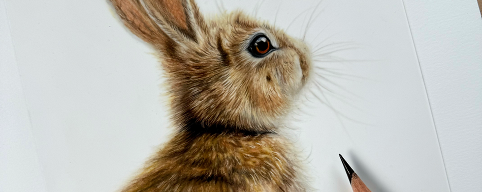 Becca Barron Art | Pet Portrait & Wildlife Artist