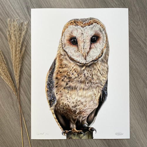 Limited Edition Print of a Barn Owl ‘Spotted’ | Becca Barron New