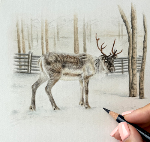 Reindeer Focus Tutorial | Becca Barron New