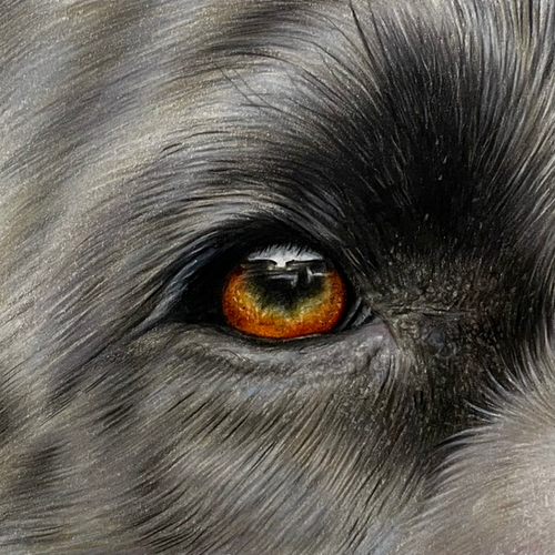 Black Labrador Eye Focus Tutorial | Becca Barron New